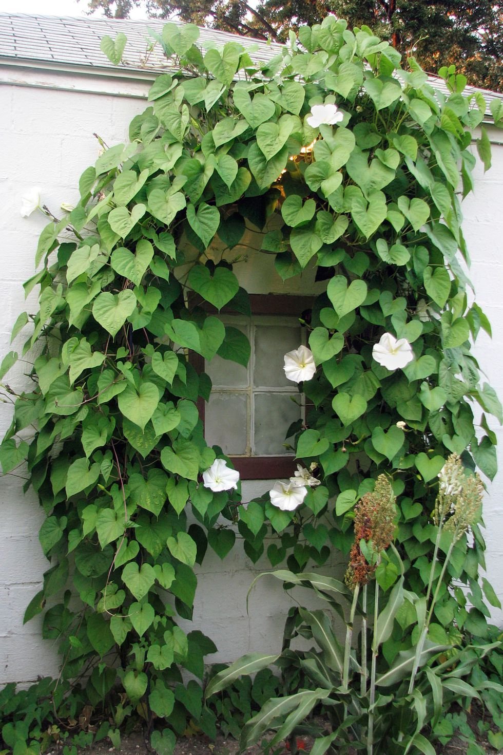 12 Beautiful Climbing Plants - GardenLovin